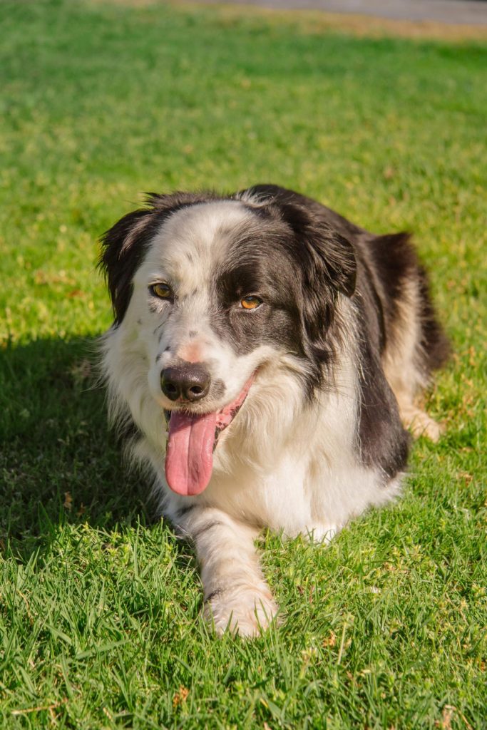 Dog Training & Dog Daycare | Contact Playful Paws | Bairnsdale