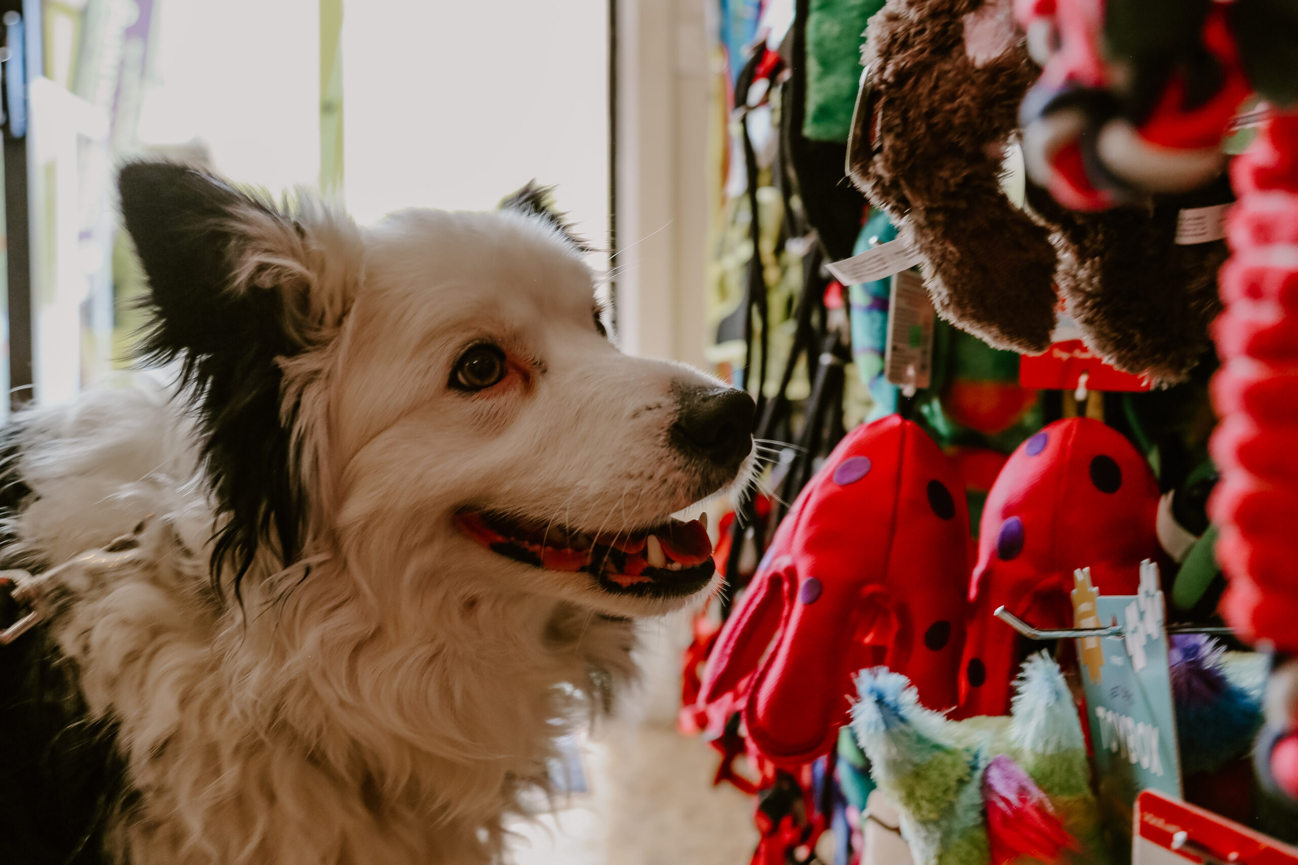 Mental enrichment types for your dog - Playful Paws